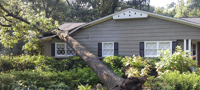 Tree Services in Portland | Tree Removal & Stump Grinding