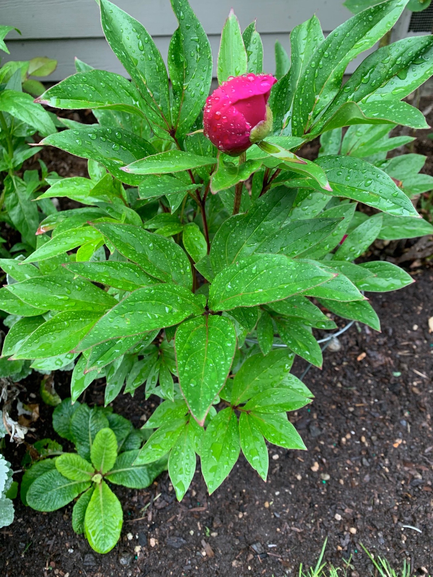 Peony Time