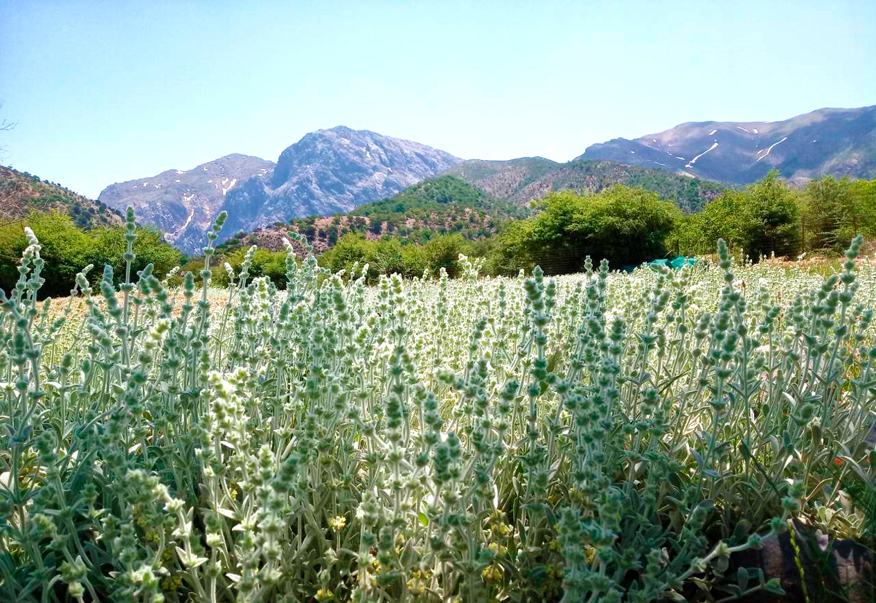 Crete Wine Escapes | Wine Tour | Full Day Herbs and Grapes Wine Tour