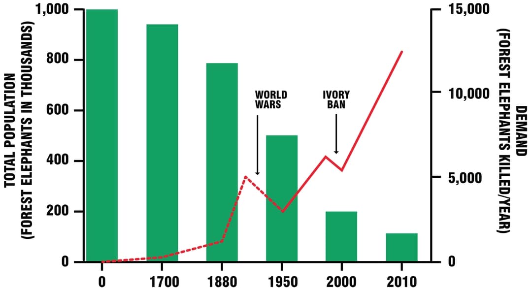 GBN—African Forest Elephant Decline | Fantastic Offense
