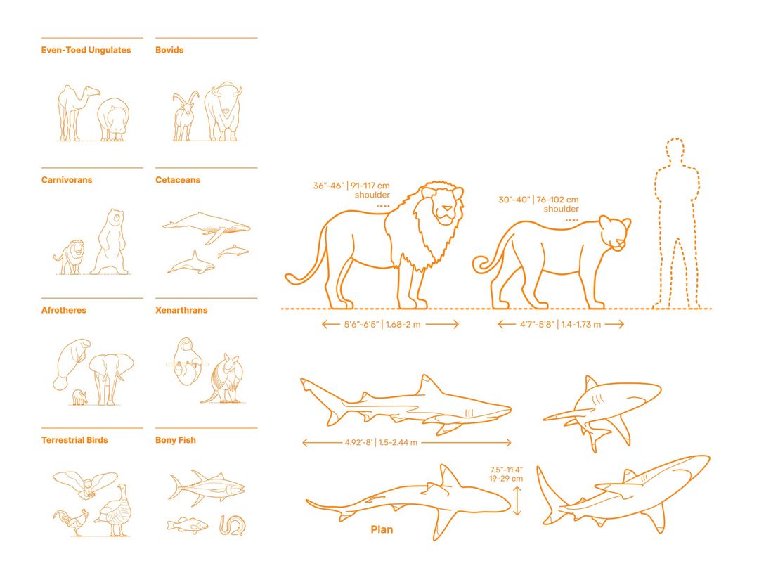 DIMS—Dimensions Animals 2D | Fantastic Offense