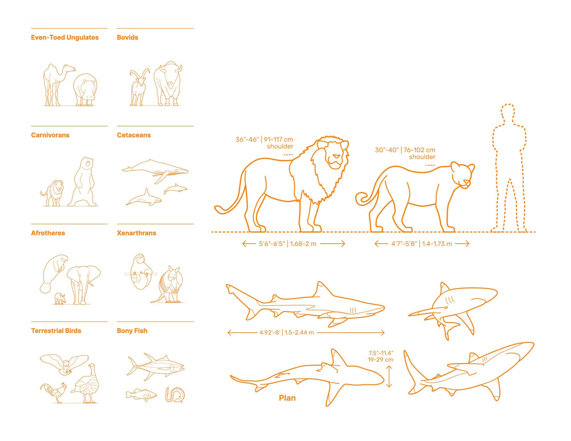 DIMS—Dimensions Animals 2D | Fantastic Offense