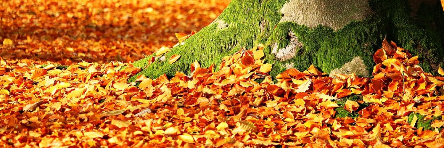 Fall Clean Up In Toronto | Mr. Lawnmower Landscaping