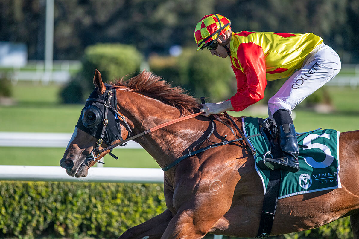 Race Horse Management | Clarke Bloodstock