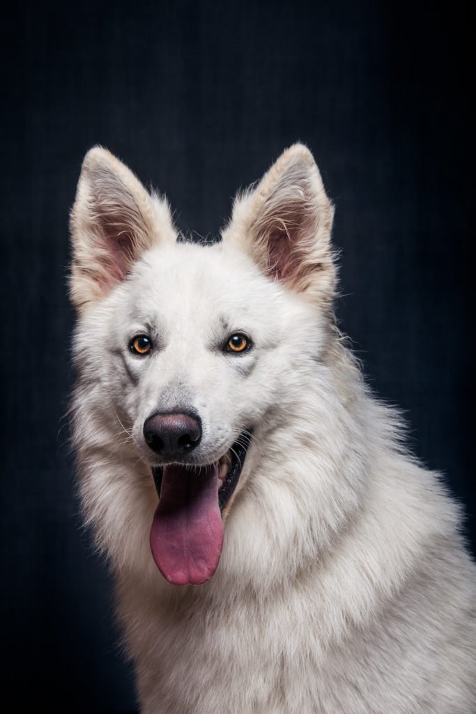 Chien Malin - Fréderic Arnault