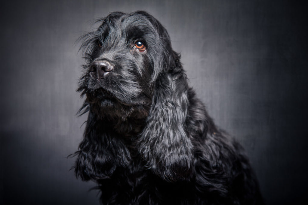 Chien Malin - Fréderic Arnault