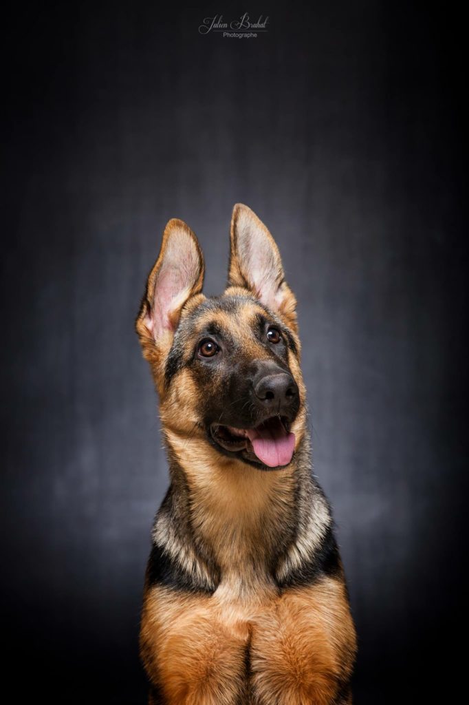 Chien Malin - Fréderic Arnault