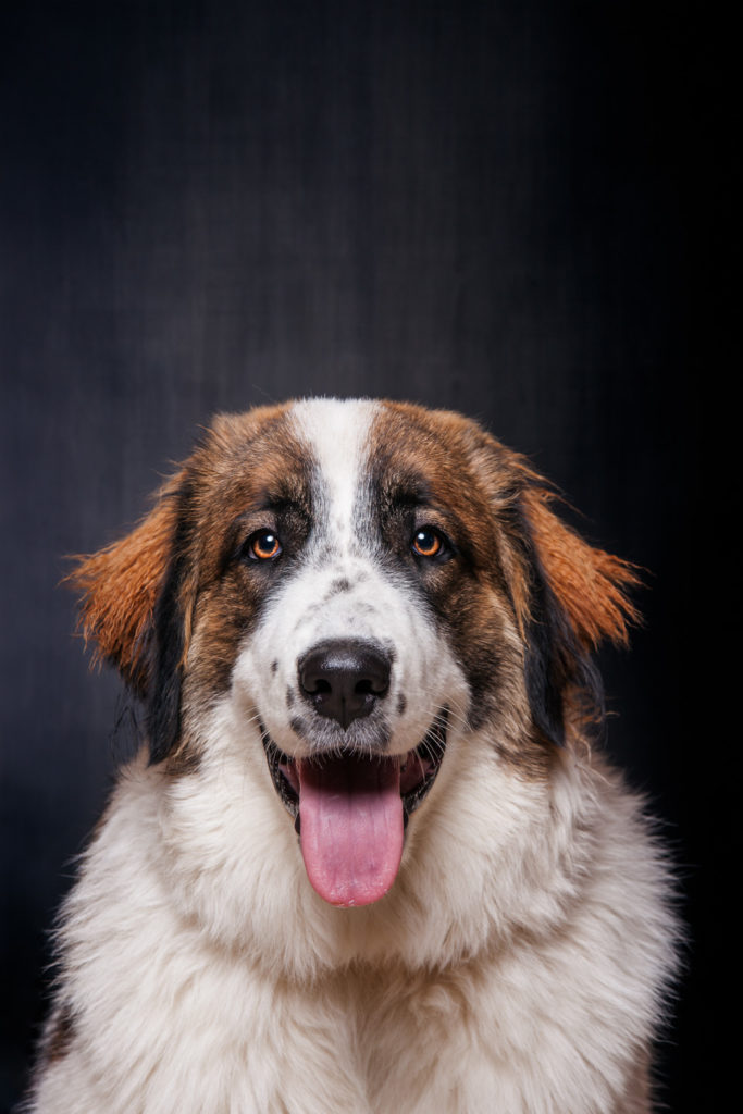 Chien Malin - Fréderic Arnault