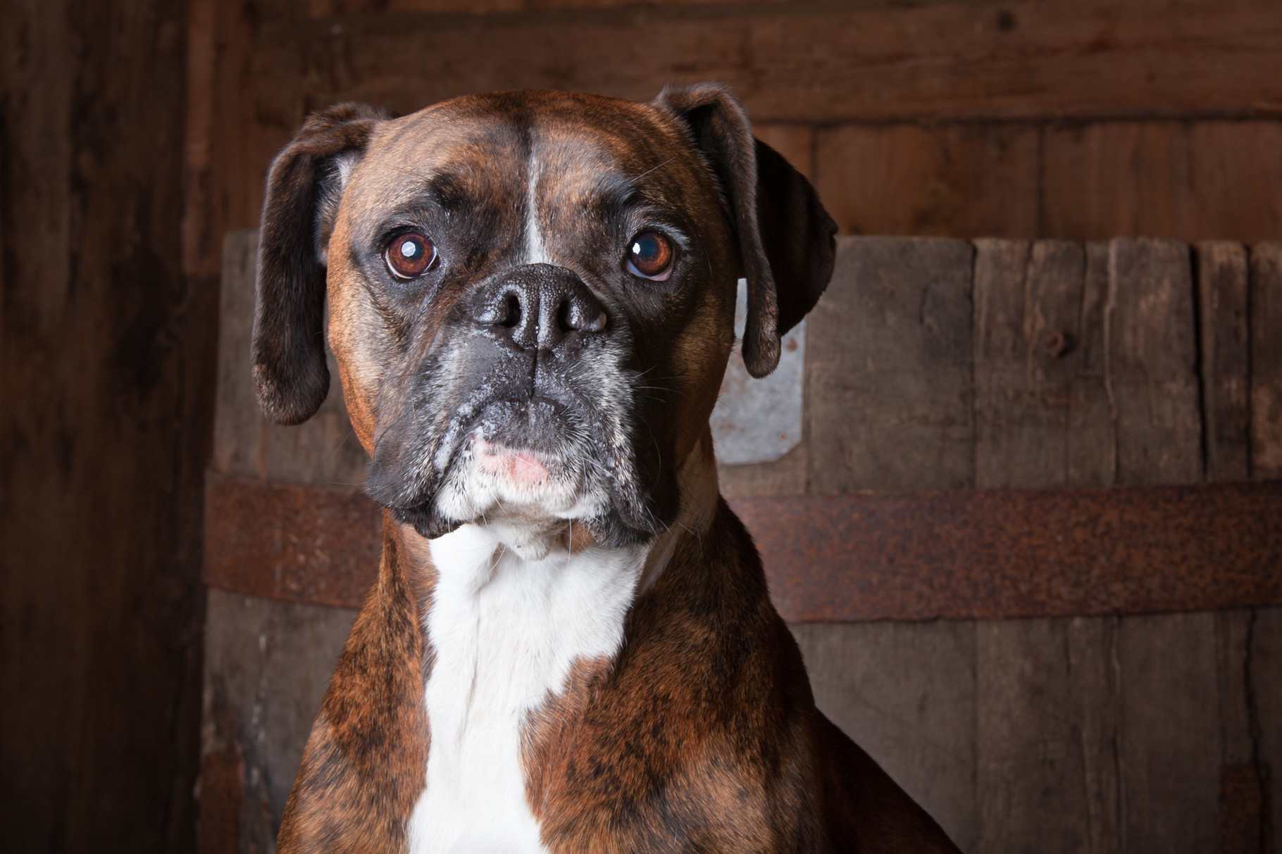 Chien Malin - Fréderic Arnault