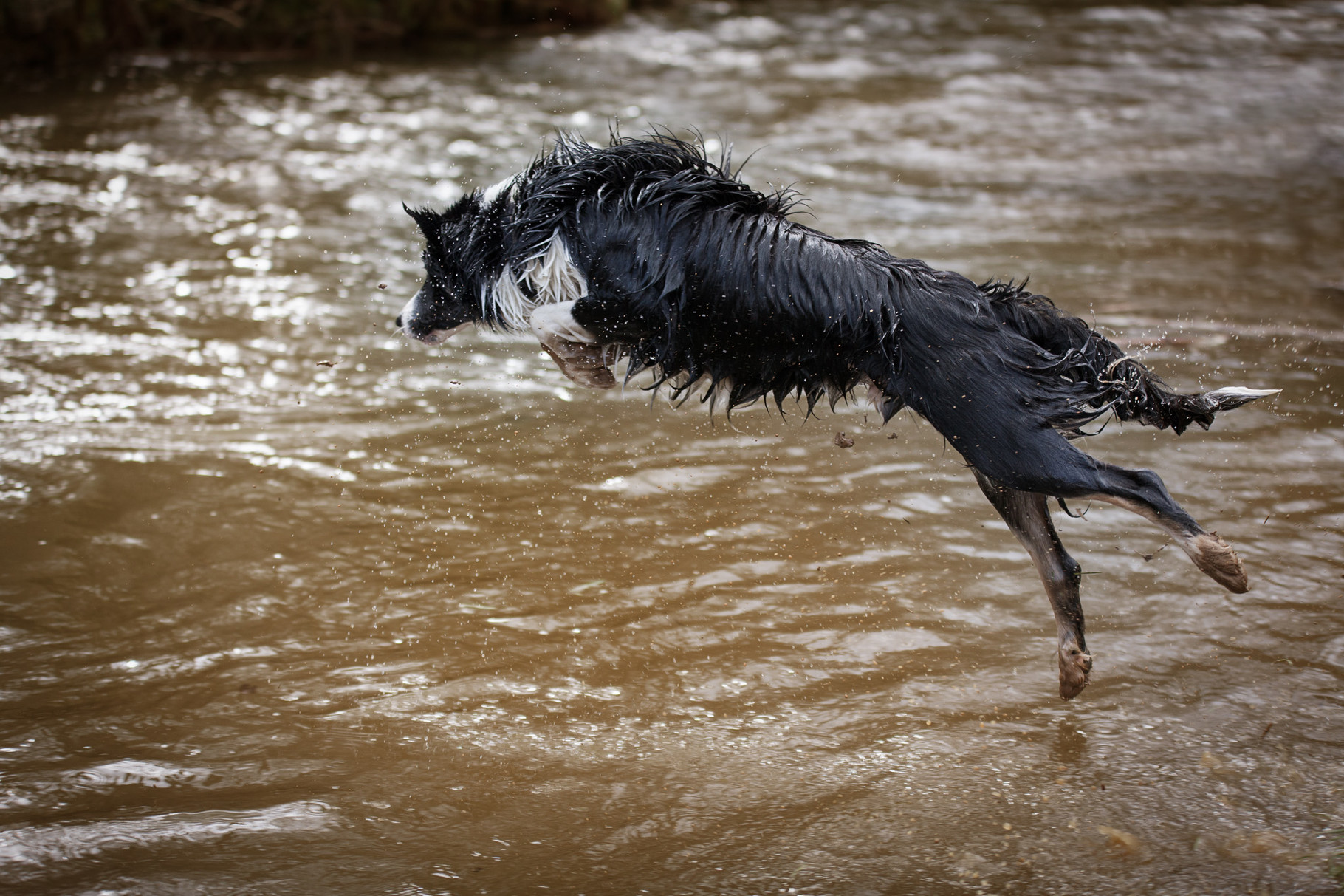 Chien Malin - Fréderic Arnault