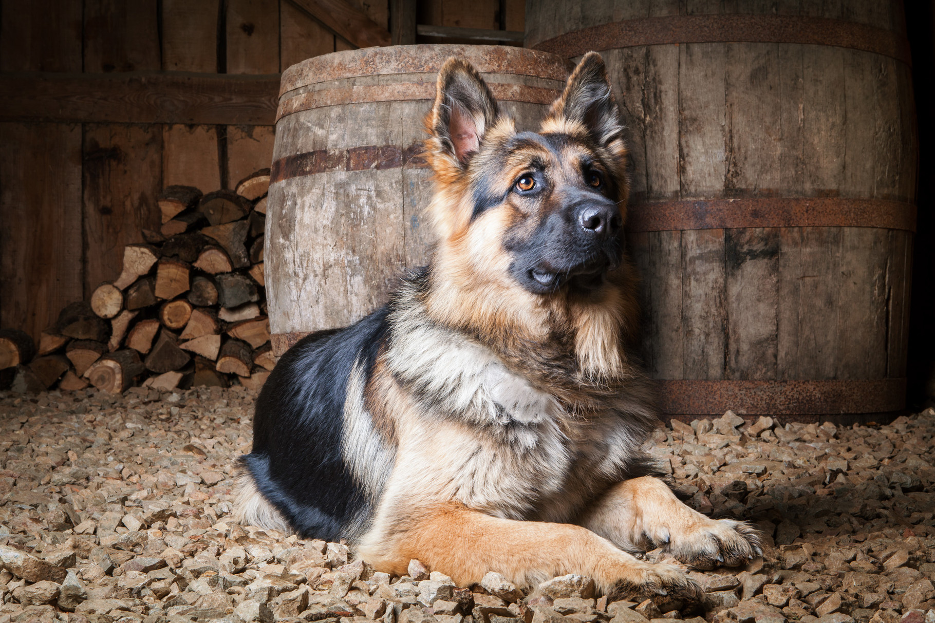 Chien Malin - Fréderic Arnault