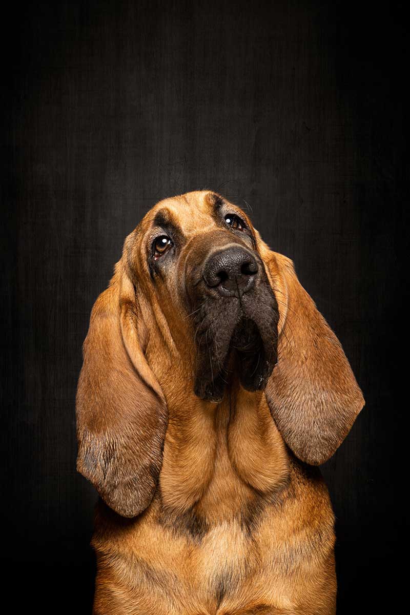 Chien Malin - Fréderic Arnault