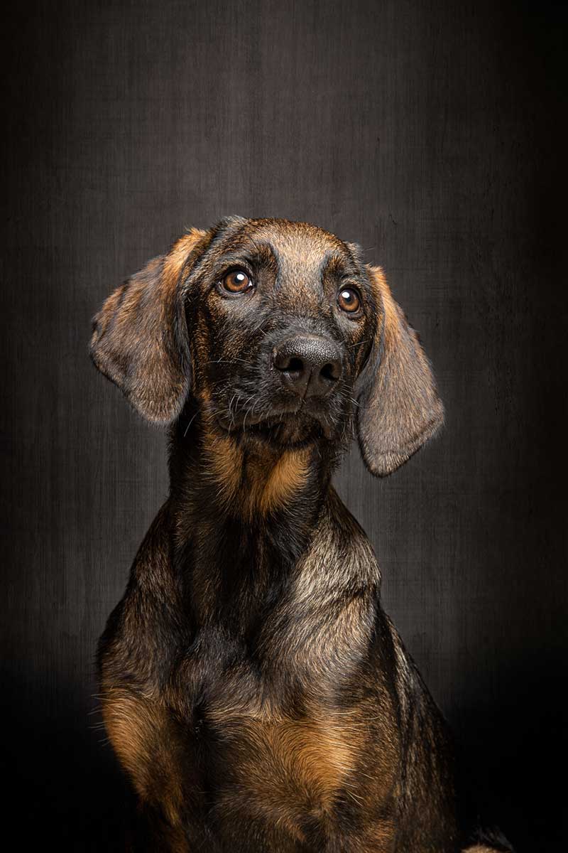 Chien Malin - Fréderic Arnault