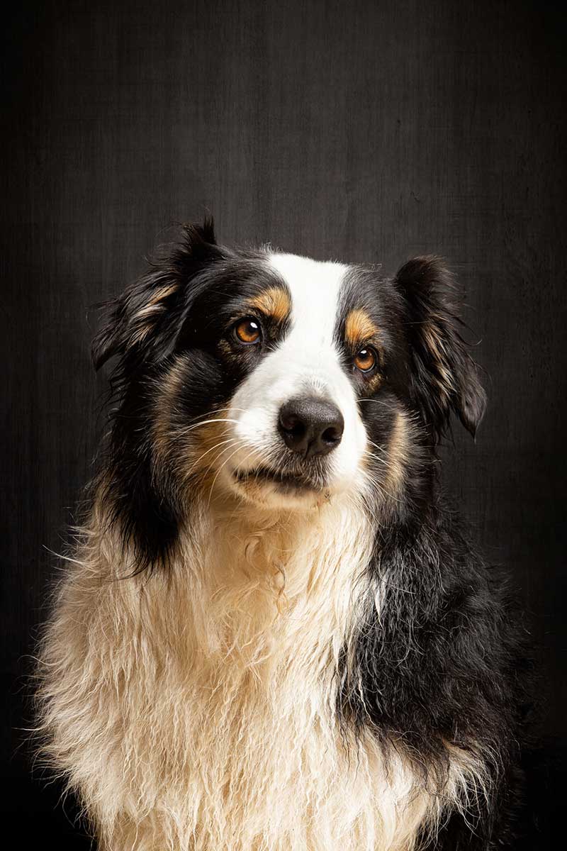 Chien Malin - Fréderic Arnault