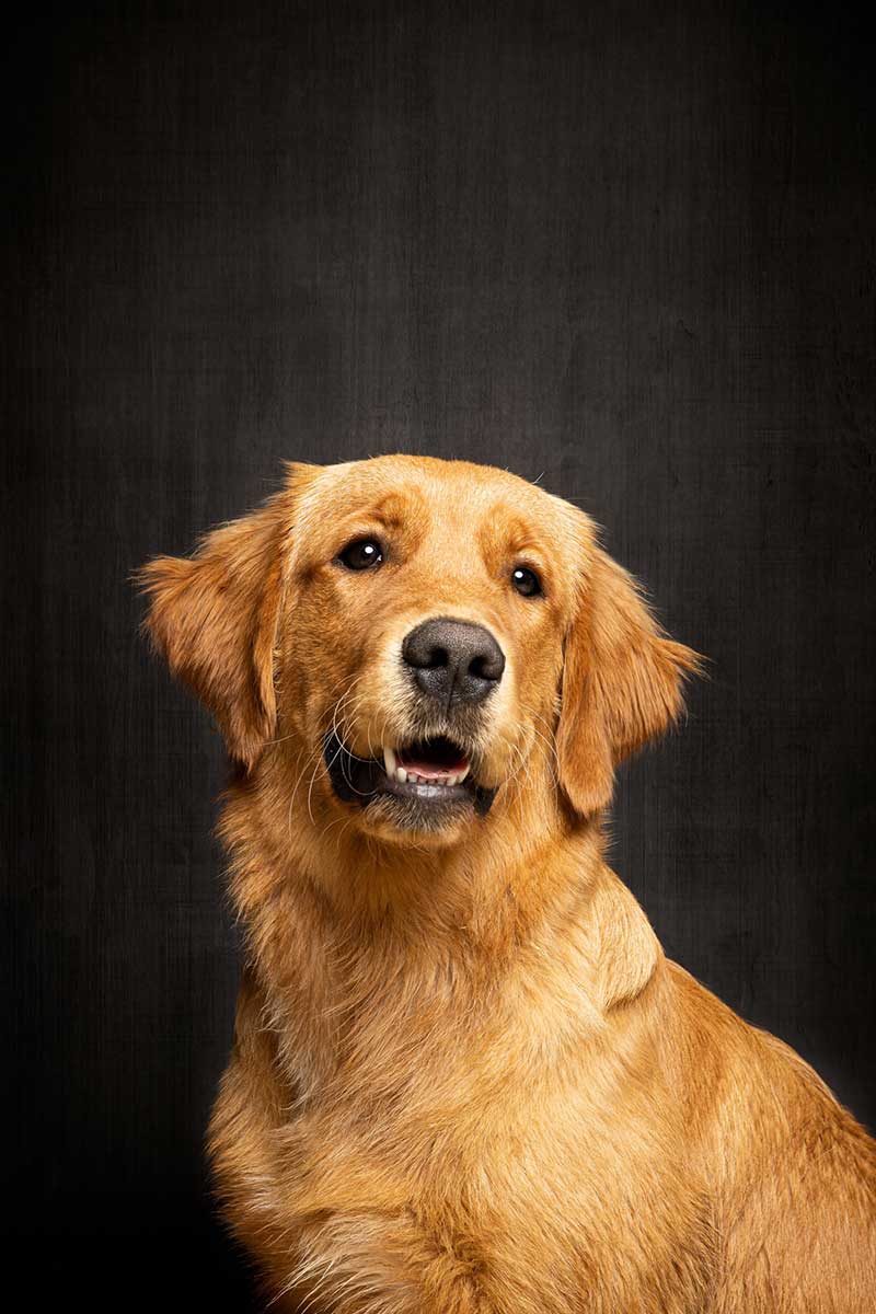 Chien Malin - Fréderic Arnault