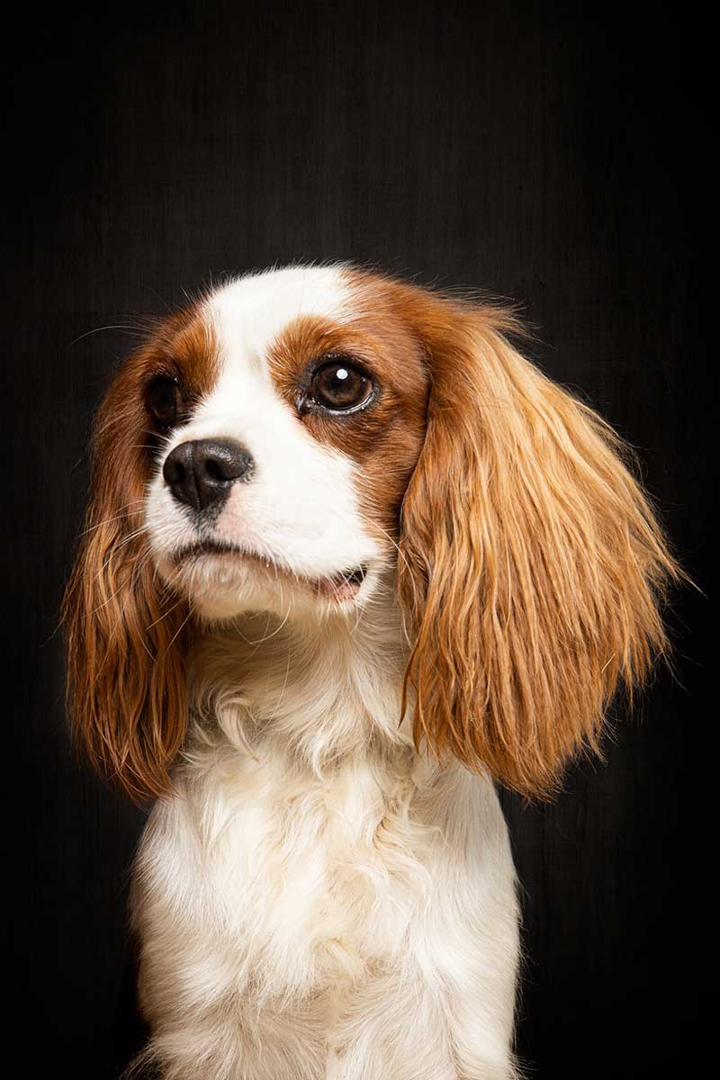 Chien Malin - Fréderic Arnault