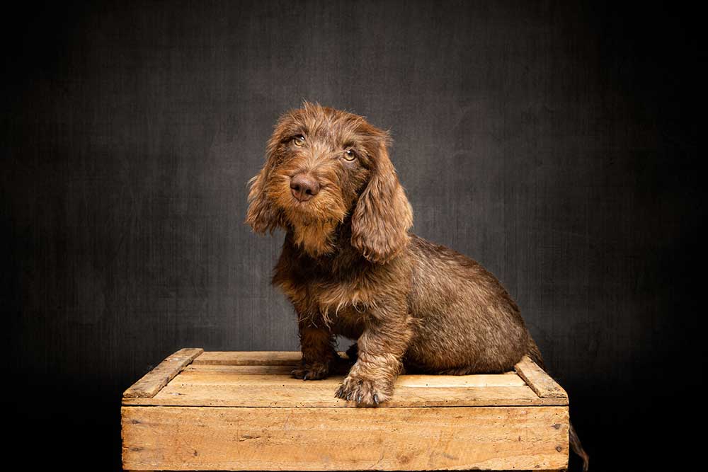 Chien Malin - Fréderic Arnault