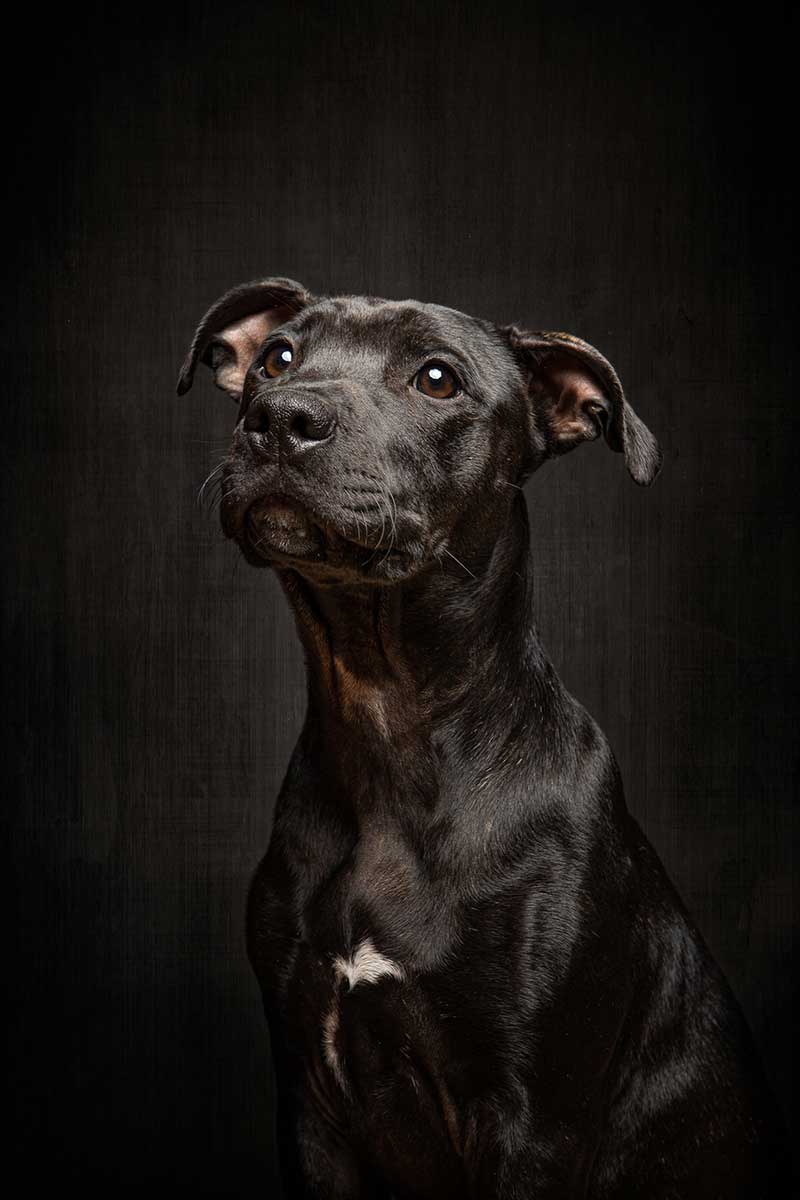 Chien Malin - Fréderic Arnault