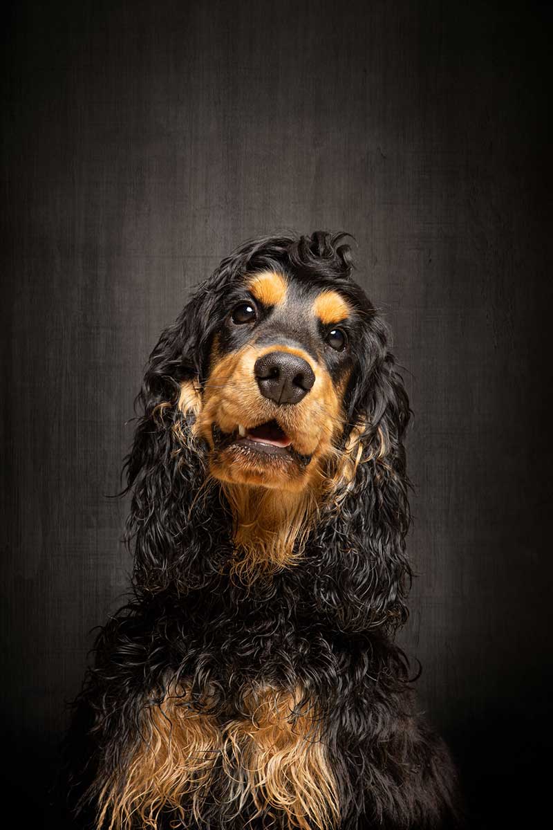 Chien Malin - Fréderic Arnault