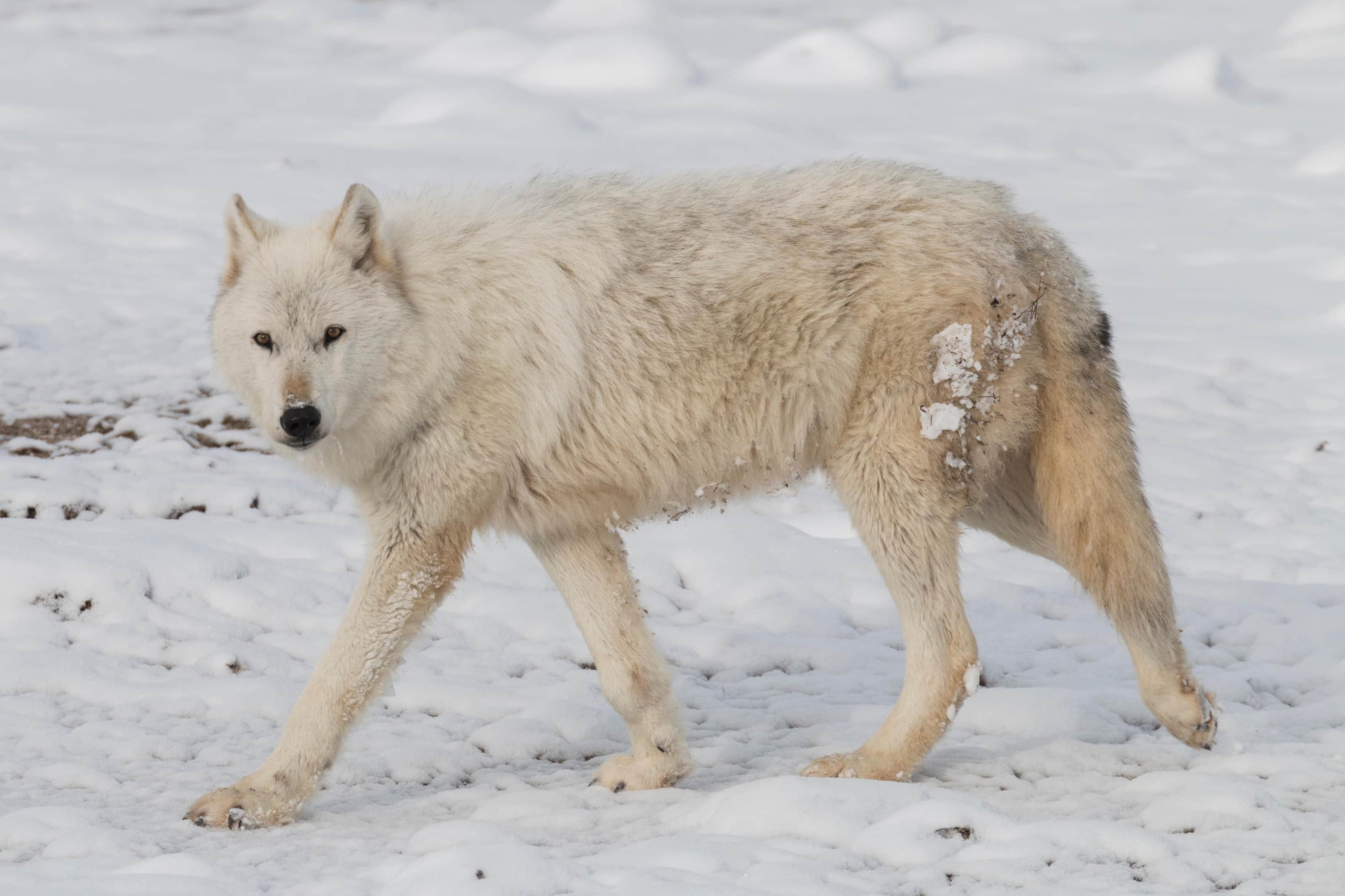 Wolf Stories