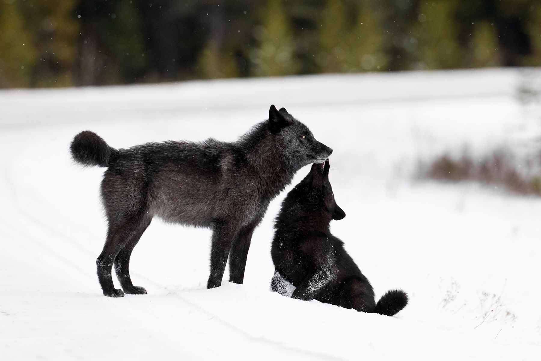 Predator Prey Relationship