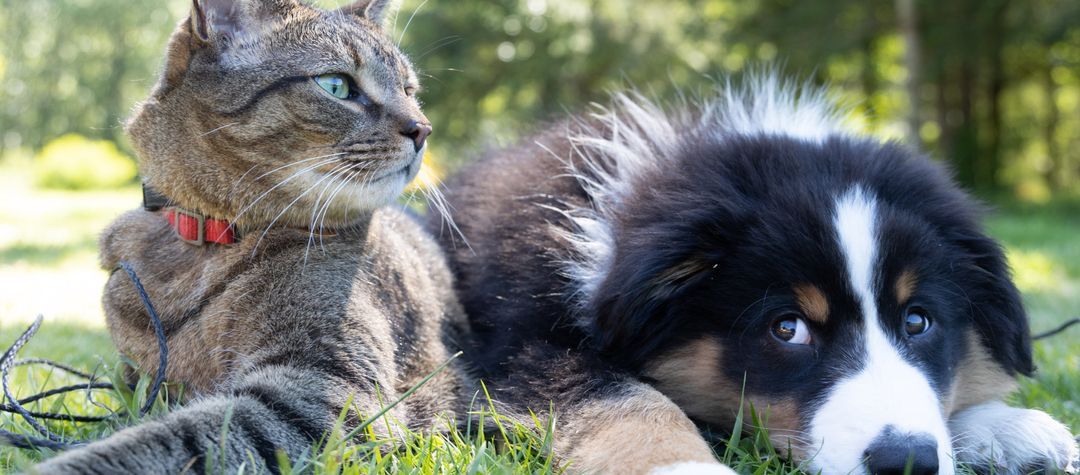 Top 14 Animal Nonprofits to Donate to in 2022 - GiveForms Blog