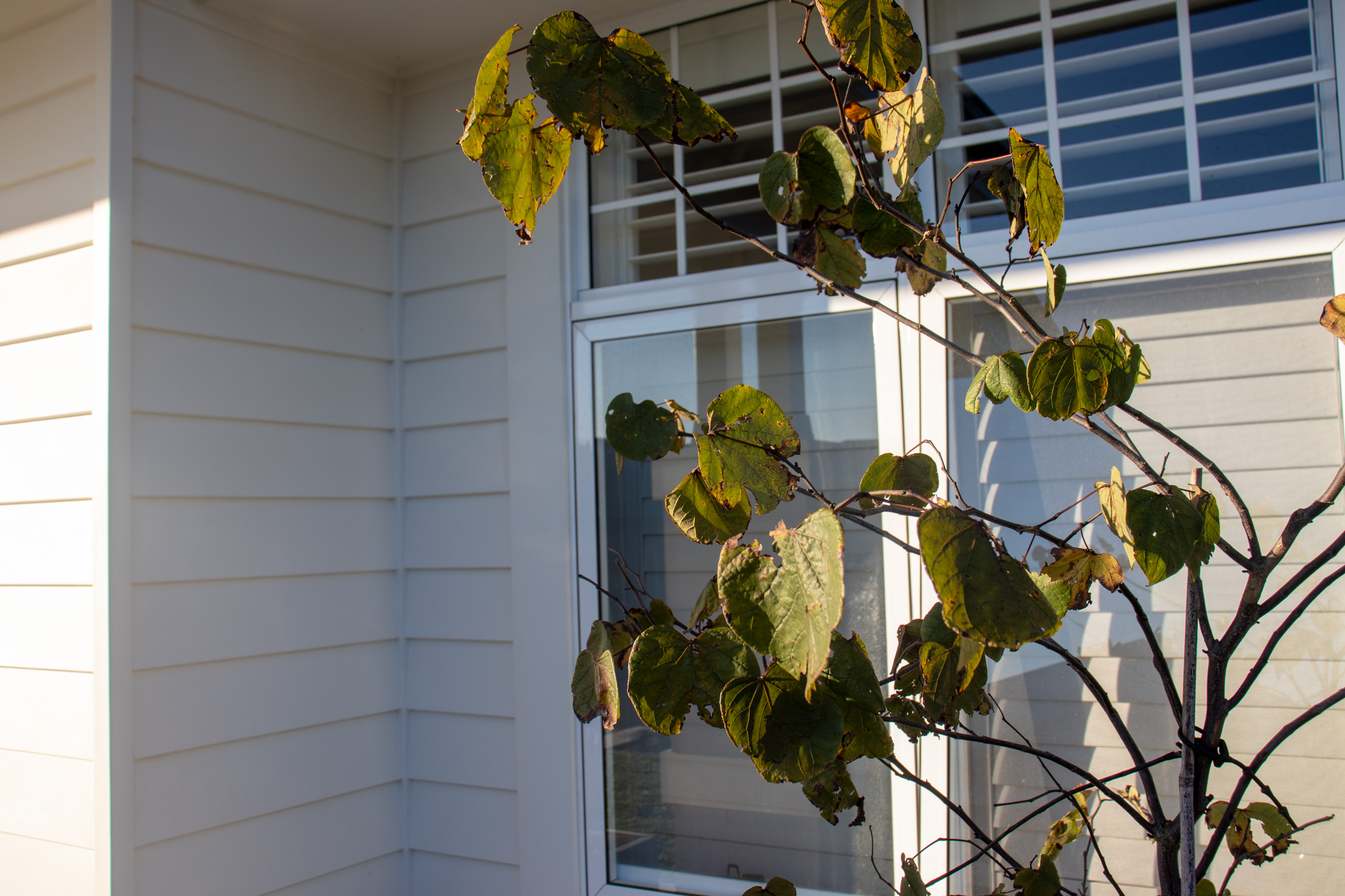 New Life Gardens & Landscaping — Bima's Project