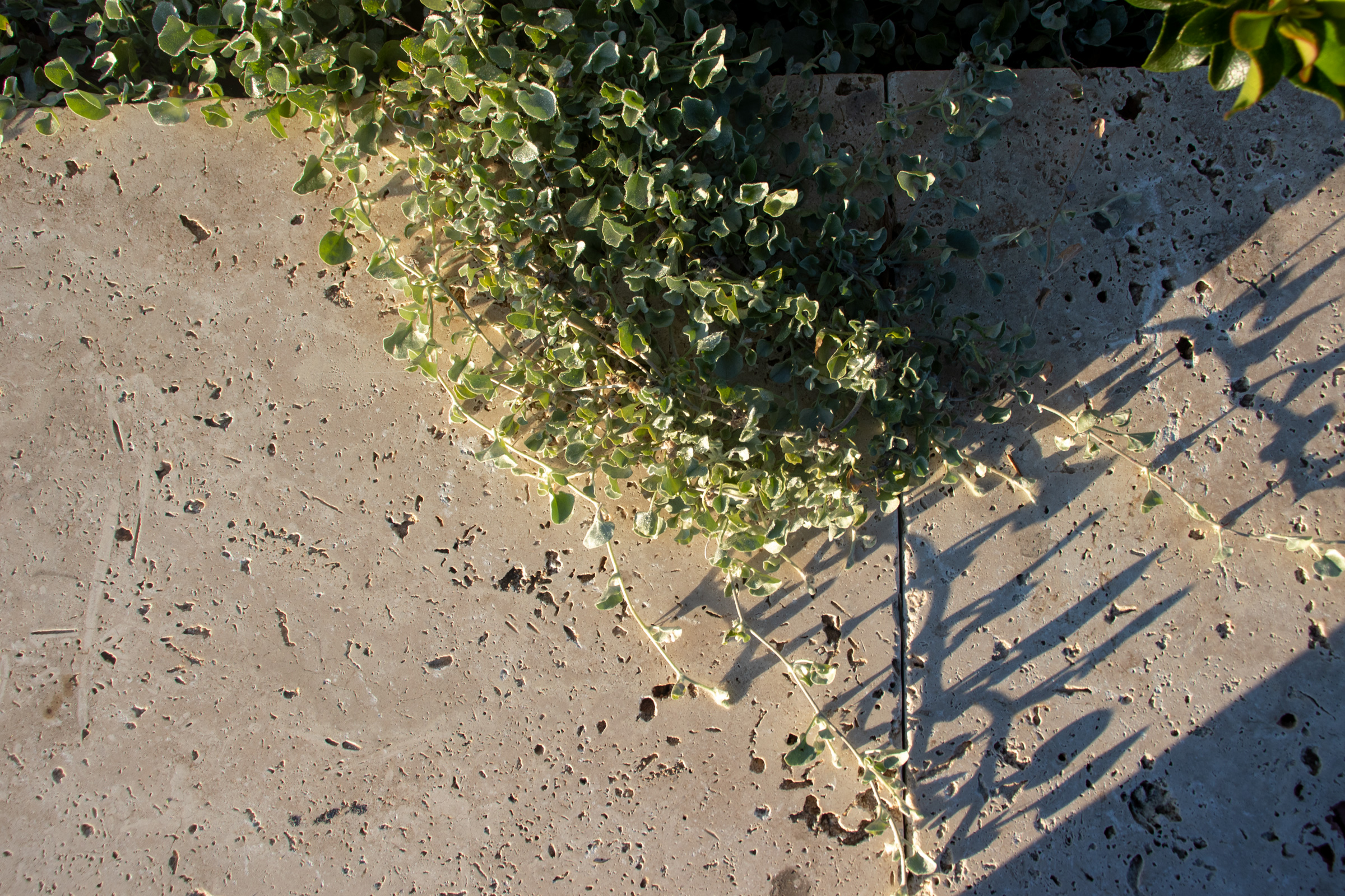 New Life Gardens & Landscaping — Bima's Project