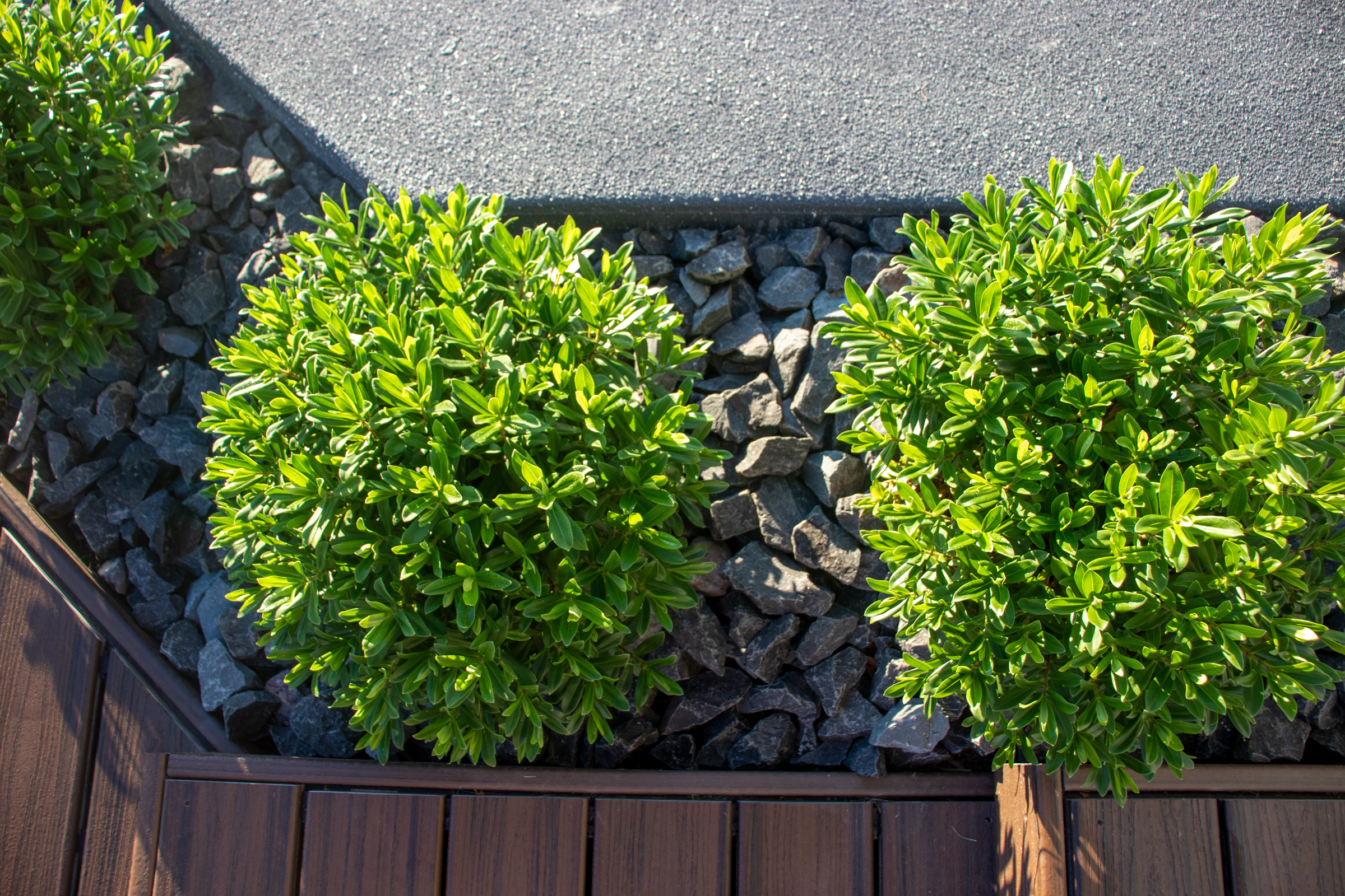 New Life Gardens & Landscaping — Bima's Project
