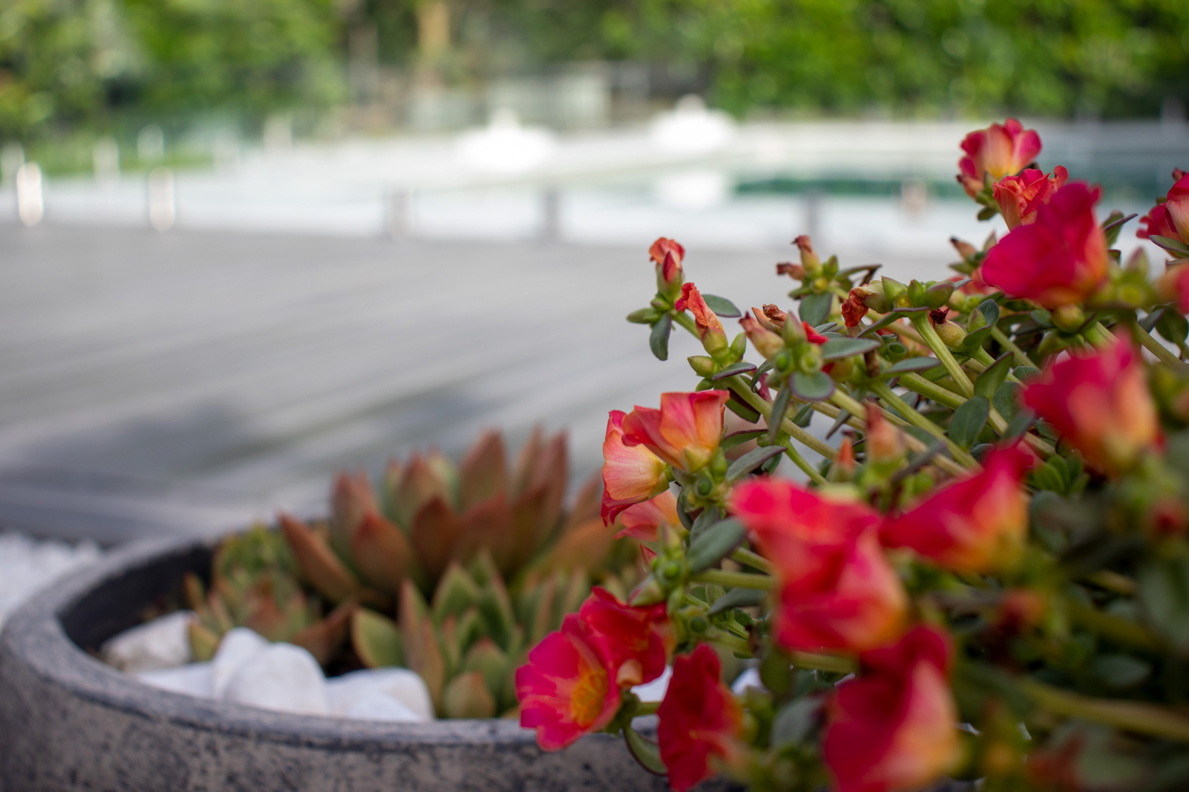 New Life Gardens & Landscaping — David & Lisa's Project