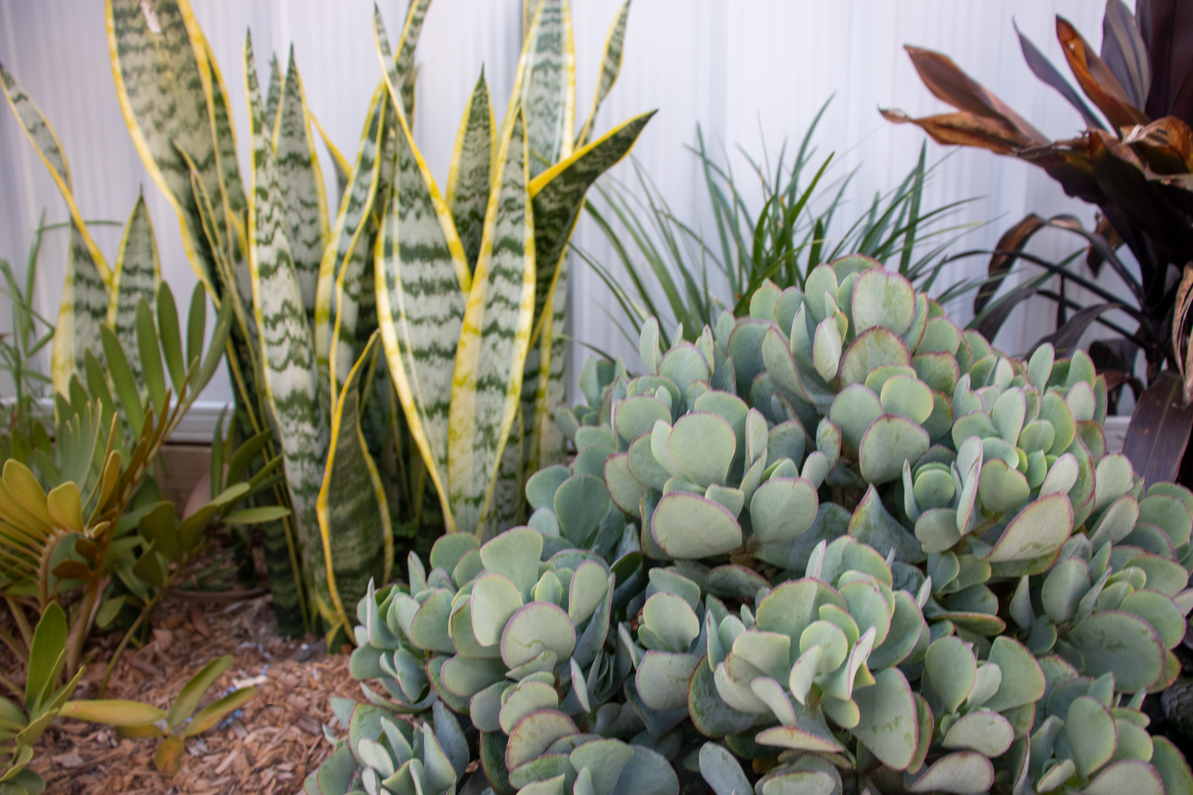 New Life Gardens & Landscaping — Daniel & Natalie's Project