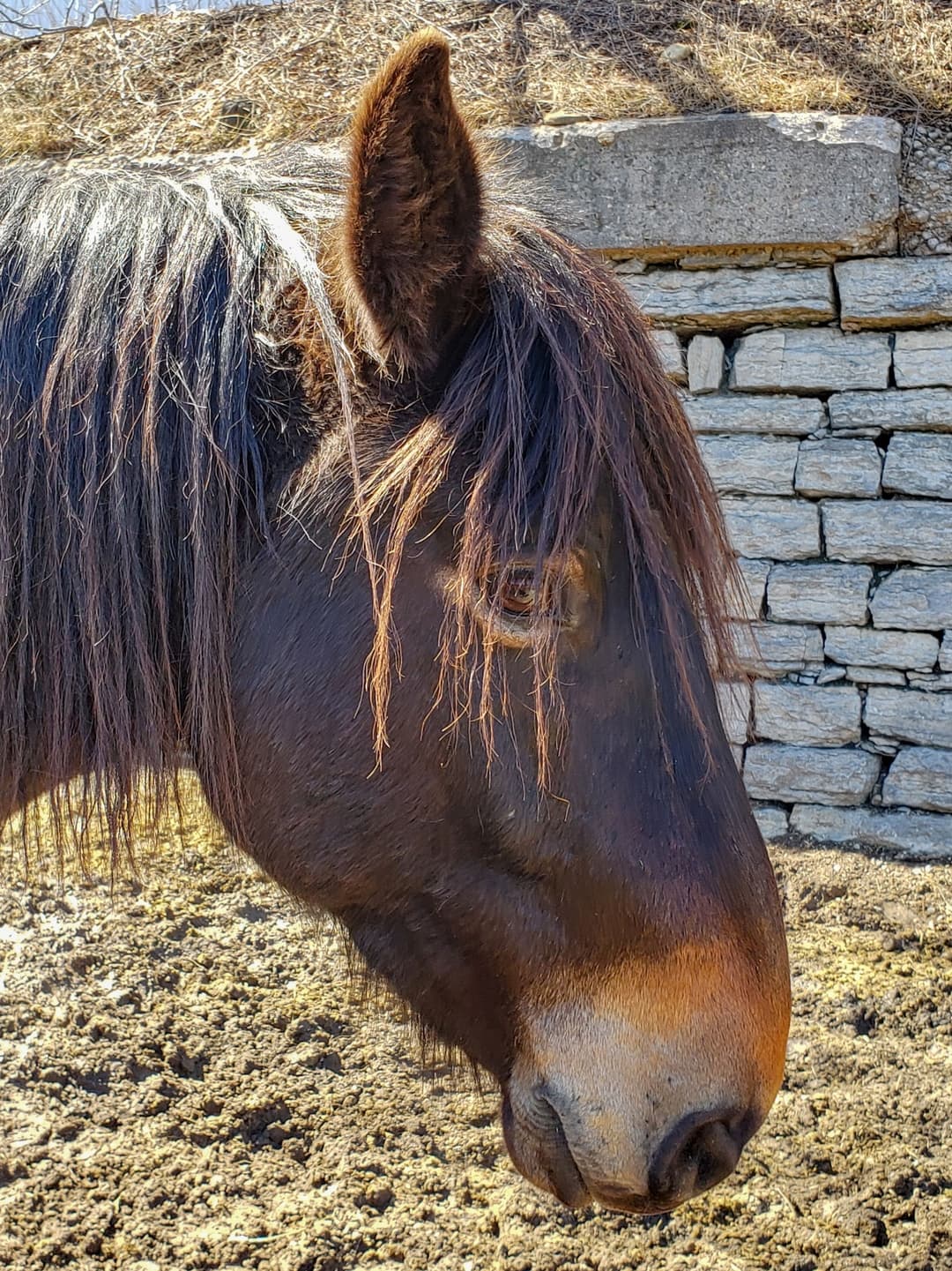 The Milwaukee Police Mounted Patrol Unit