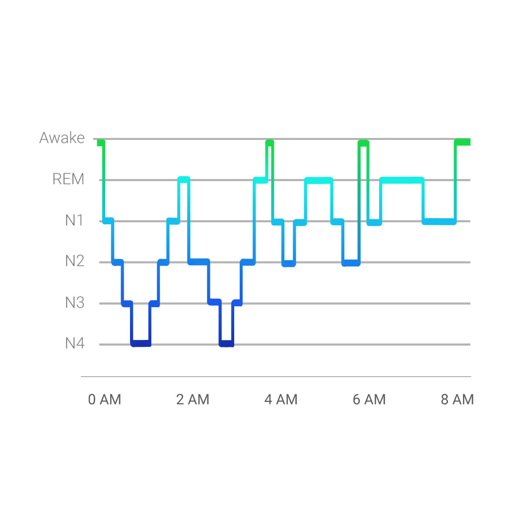 The Sleep Stages That Compose Your Sleep Cycle Basics N 3 About Sleep The Sleep Stages That Compose Your Sleep Cycle Basics N 3 About Sleep