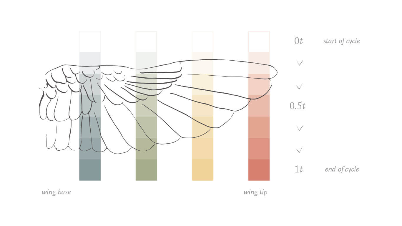 a hummingbird beats its wings