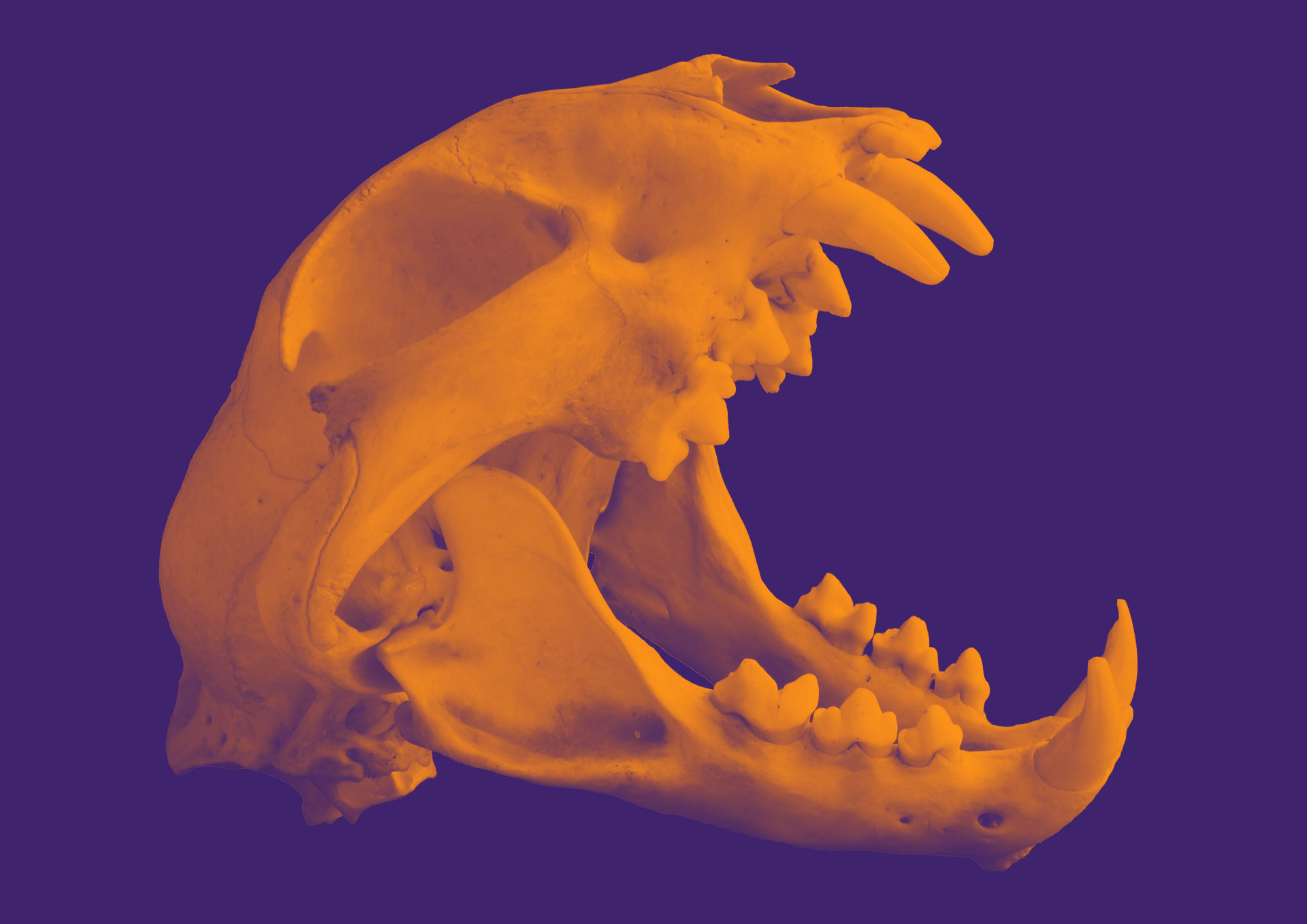 FANG vs. FAANG: Analyzing the Industry’s Hottest Stocks