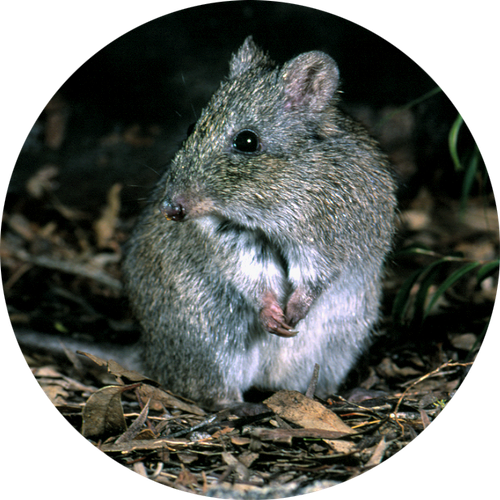 Gilbert's Potoroo Action Group | Homepage