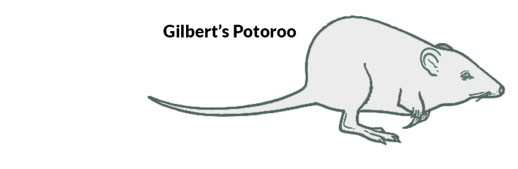 How to identify a Gilbert's Potoroo