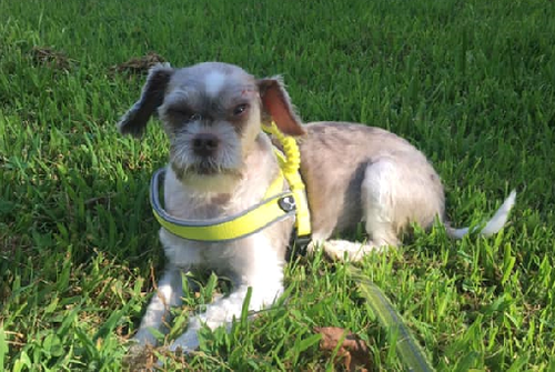 Animals We've Helped | Foundation for TJO Animals