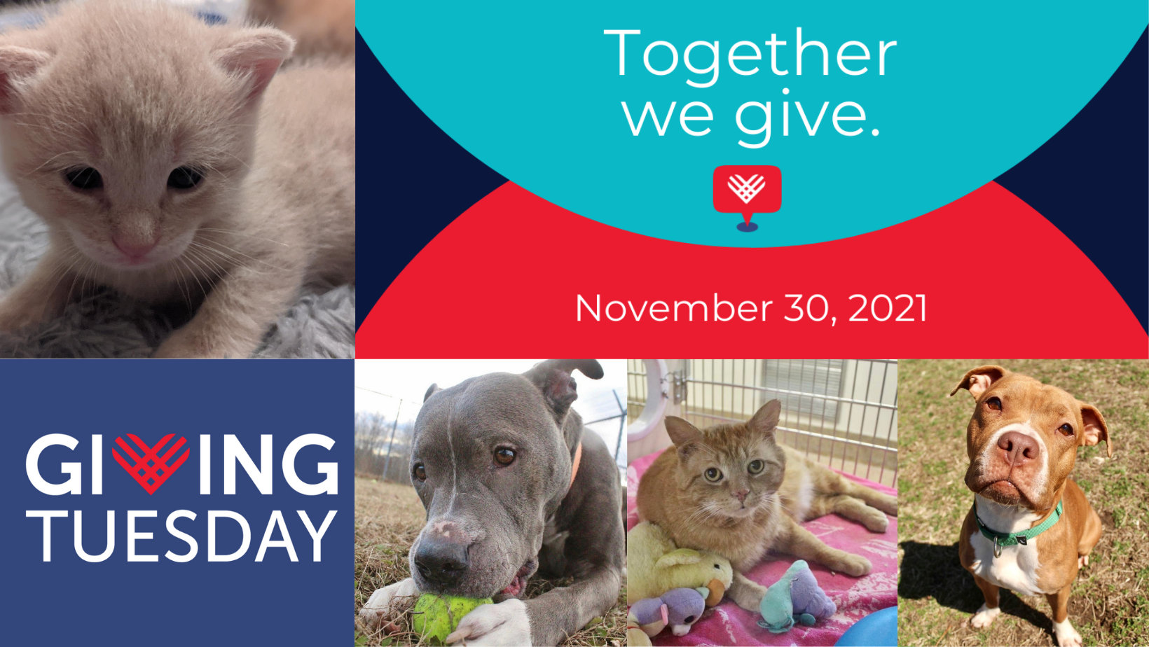 Giving Tuesday 2021 | Nov 30, 2021 | Foundation For TJO Animals