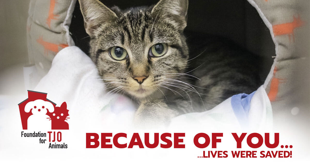 Annual Appeal at the Foundation for TJO Animals