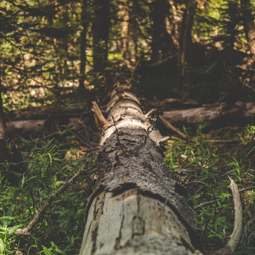 100 Things to Do Before You're 12 - Generation Wild