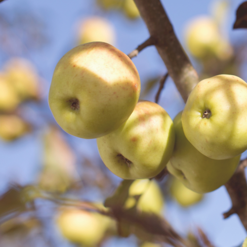 100 Things to Do Before You're 12 - Generation Wild