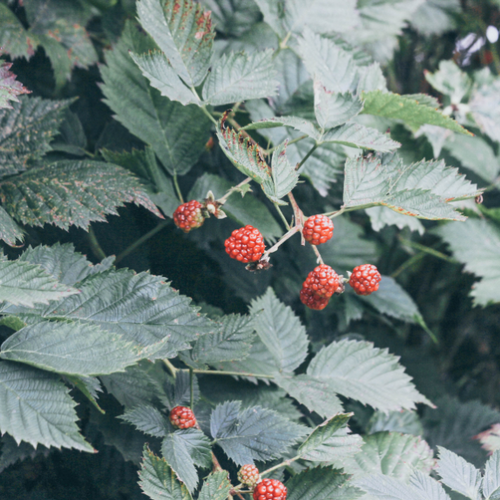 100 Things to Do Before You're 12 - Generation Wild