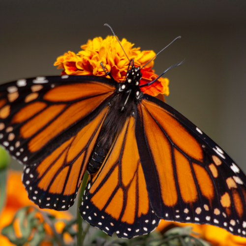 100 Things to Do Before You're 12 - Generation Wild