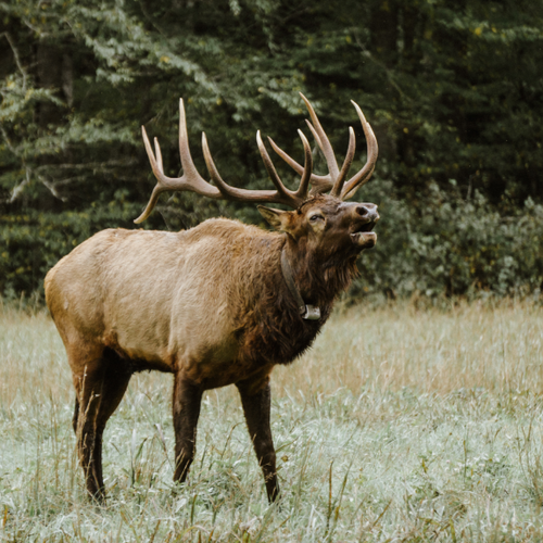 100 Things to Do Before You're 12 - Generation Wild