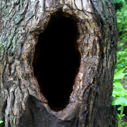 100 Things to Do Before You're 12 - Generation Wild