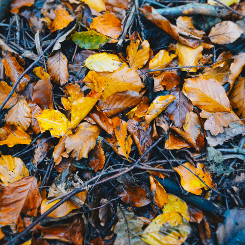 100 Things to Do Before You're 12 - Generation Wild