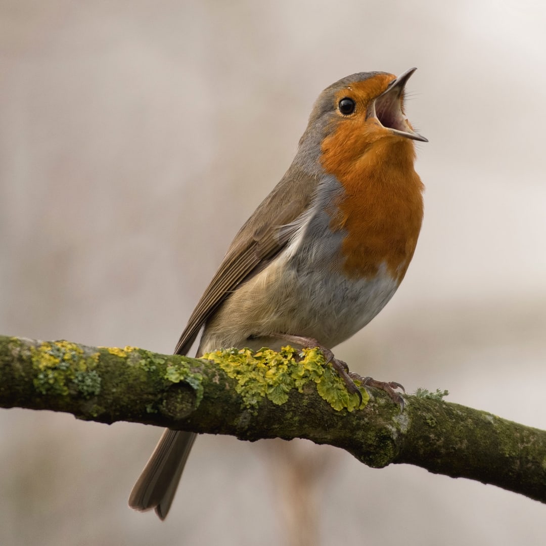 100 Things to Do Before You're 12 - Generation Wild