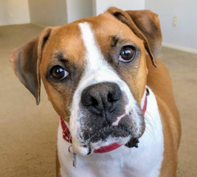 Boxer Luv Rescue, Phoenix AZ: Helping homeless dogs