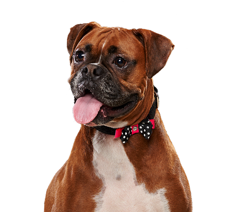 Boxer Luv Rescue, Phoenix AZ: Helping homeless dogs